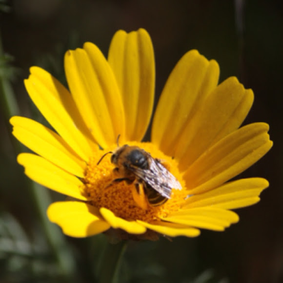 Crown daisy | Project Noah