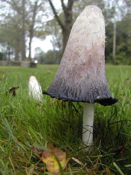 inky cap mushroom | Project Noah