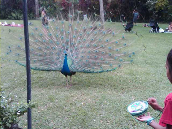 peacock | Project Noah