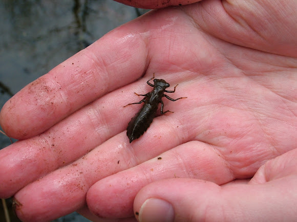 Dragonfly Larvae | Project Noah