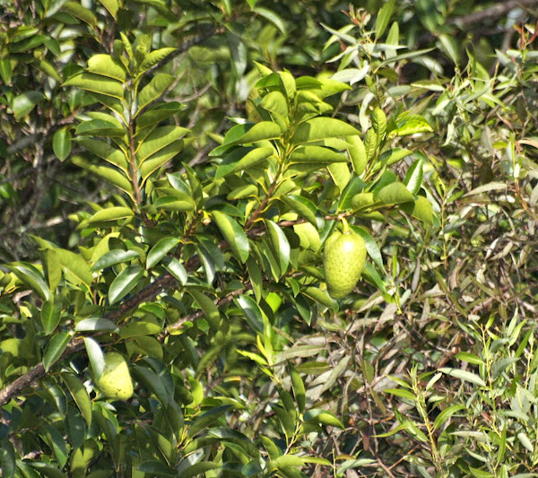 Unknown fruiting tree | Project Noah
