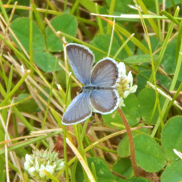 Butterflies of Iowa | Project Noah