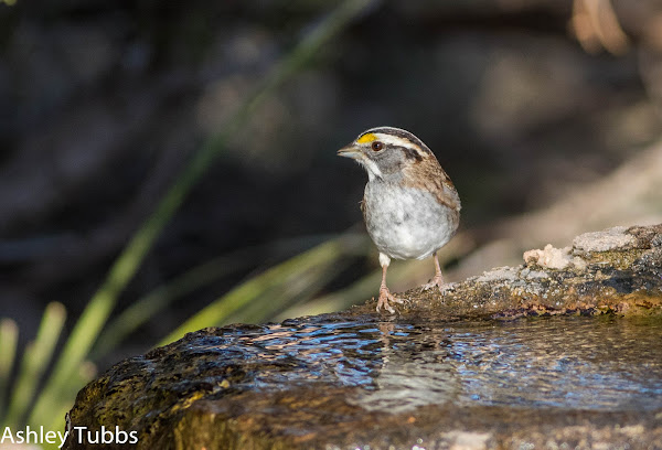 White-throated Sparrow | Project Noah
