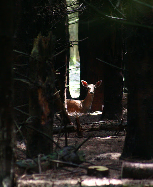 Fallow deer | Project Noah