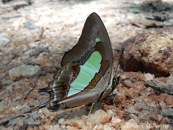 Common Nawab | Project Noah