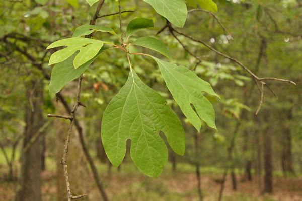 Sassafras | Project Noah