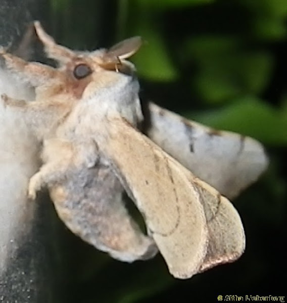 Small Silk Moth | Project Noah