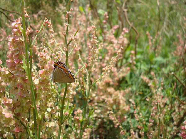 Sorrel Sapphire Butterfly | Project Noah