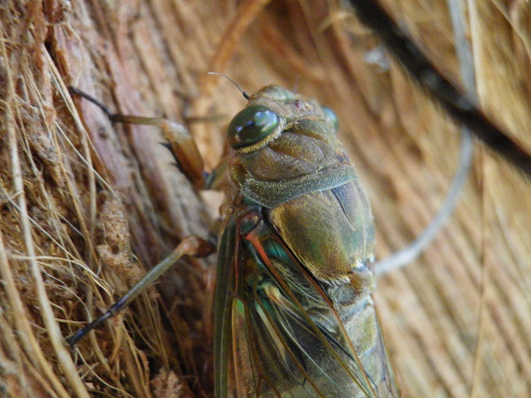 morning cicada | Project Noah