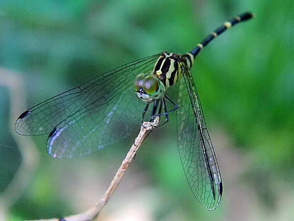 skimmer | Project Noah