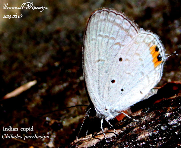 Indian cupid | Project Noah