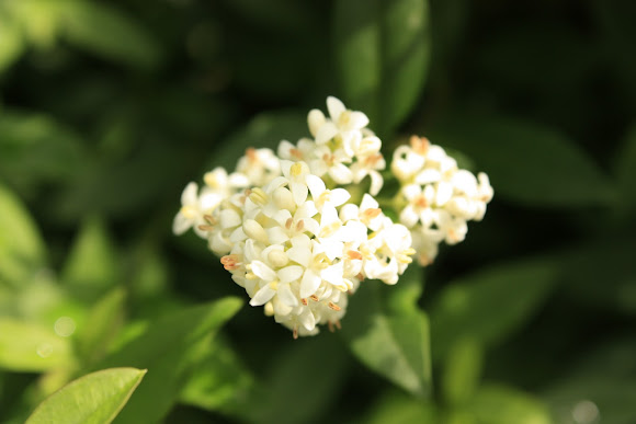 European Privet | Project Noah