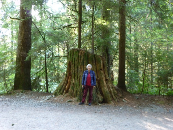 Western Hemlock | Project Noah