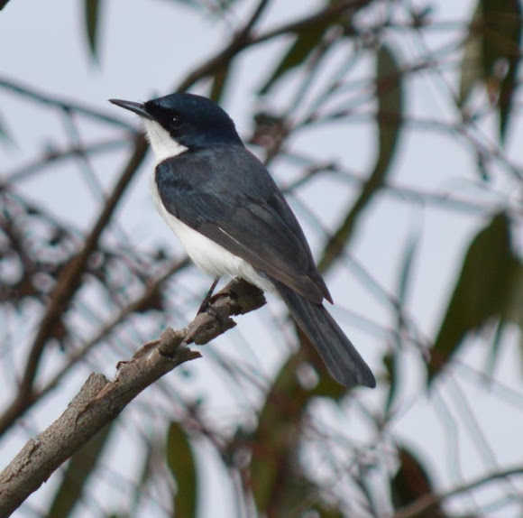 Restless flycatcher | Project Noah