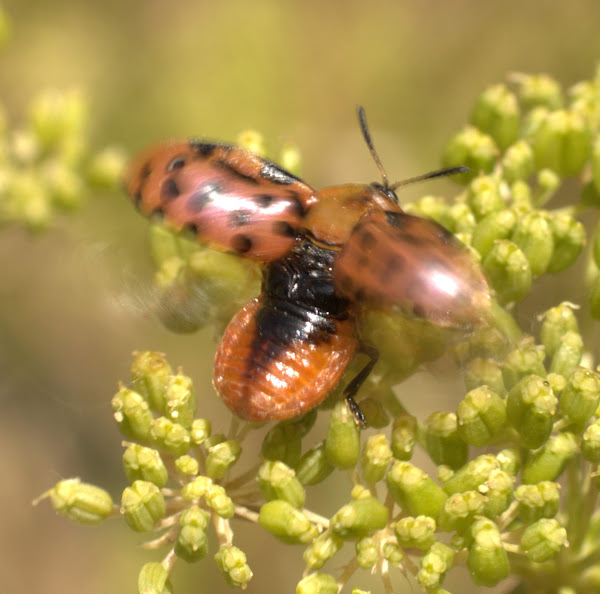 Spotted Tortoise Beetle | Project Noah