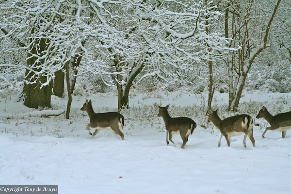 Fallow Deer | Project Noah