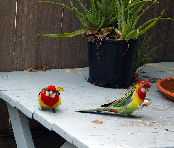 Eastern Rosella | Project Noah