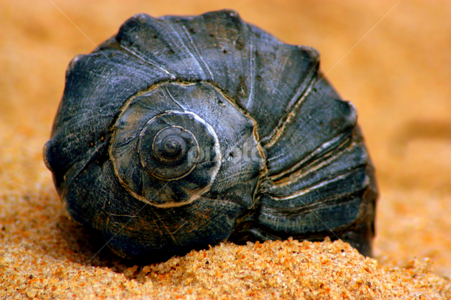 Fibonacci Sequence In Shells
