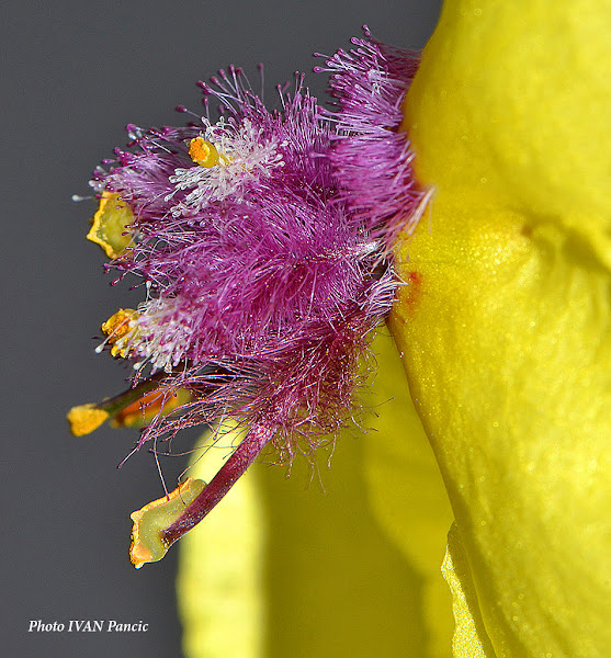 Moth mullein | Project Noah