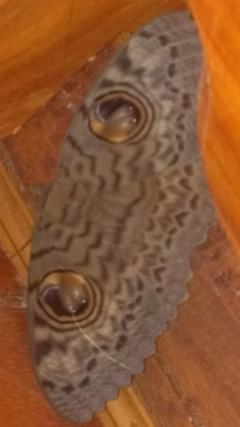 Great Owl moth | Project Noah