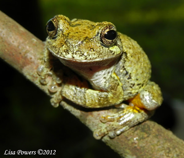 Cope's Gray Treefrog | Project Noah
