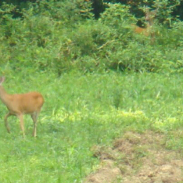 White-tailed deer | Project Noah