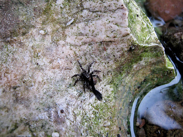 Muddy Ground spider | Project Noah