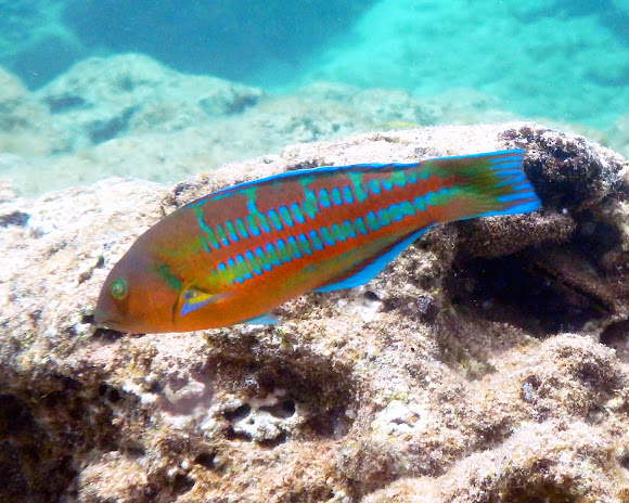 Christmas Wrasse | Project Noah
