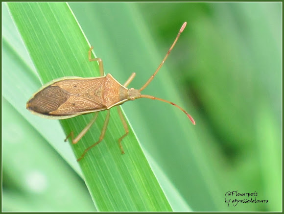 Homoeocerus Coreid Bug | Project Noah