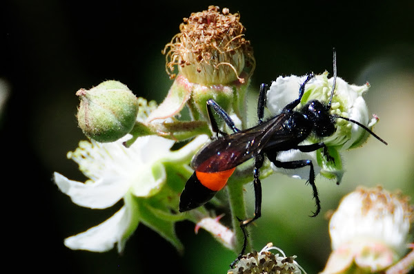 Digger Wasp; Avispa Escavadora | Project Noah