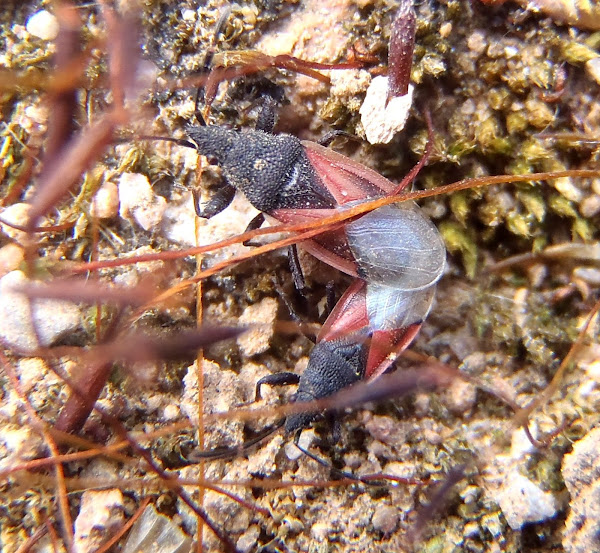 Chinche roja del melocotonero | Project Noah