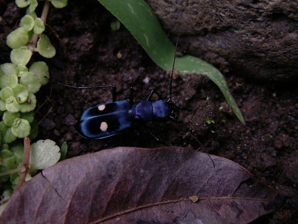 Tiger beetle | Project Noah