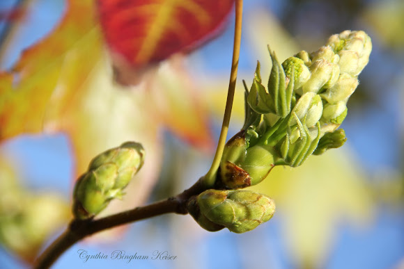 American Sweetgum leaf bud | Project Noah