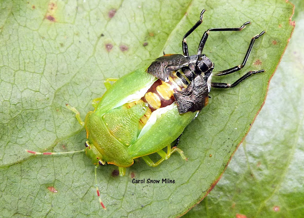 Green Stink Bug Molting | Project Noah