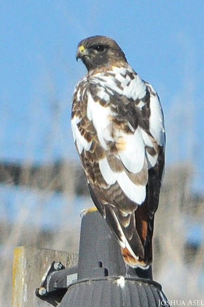Leucistic Red-tailed Hawk | Project Noah