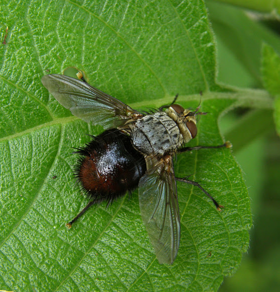 Tachinid Fly | Project Noah