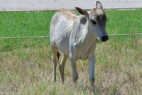 Zebu Cattle | Project Noah