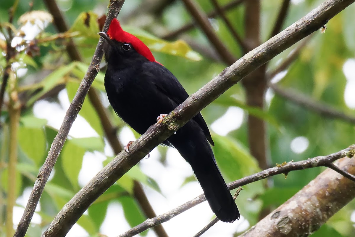 Soldadinho (Helmeted Manakin) | Project Noah