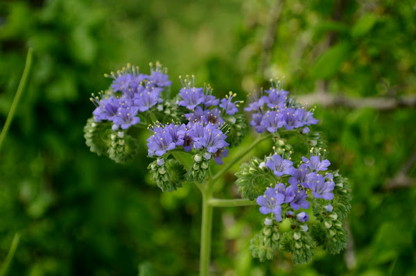 Blue Curls wildflower | Project Noah