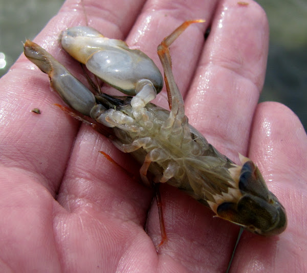 Bigclaw snapping shrimp | Project Noah