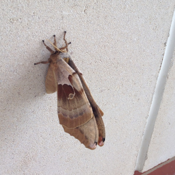 Polyphemus Moth | Project Noah