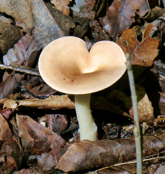 Clitocybe | Project Noah