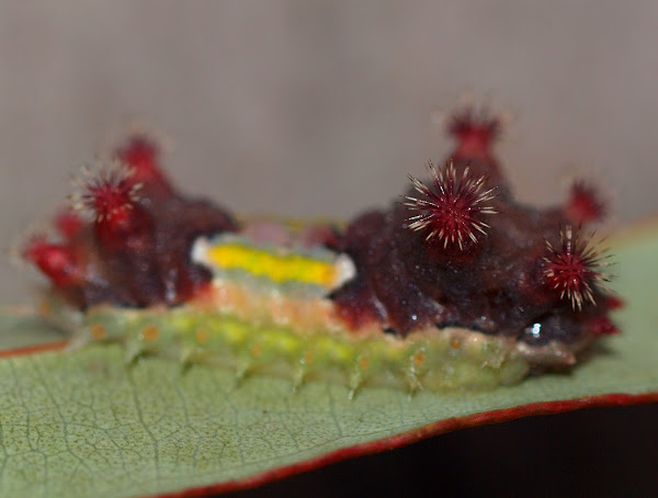 Mottled Cup Moth Caterpillar | Project Noah