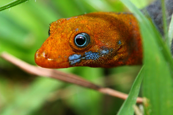 Red headed gecko | Project Noah