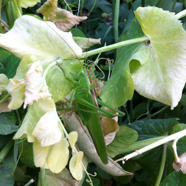 Great Green Bush-Cricket | Project Noah