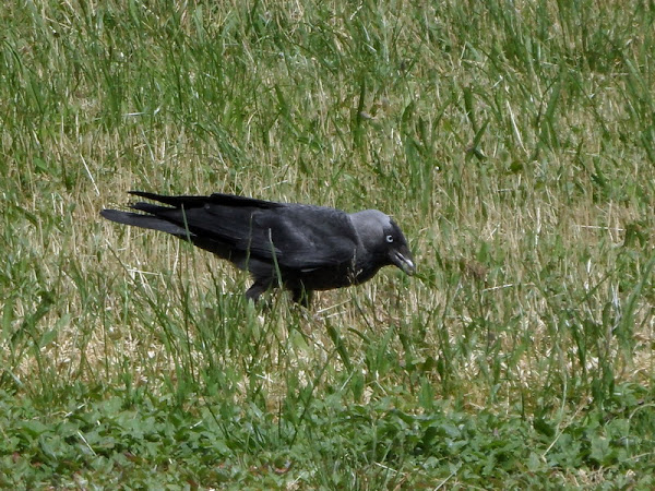 Jackdaw | Project Noah