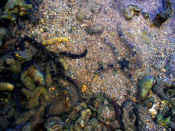 Brittle stars / Bintang Mengular | Project Noah