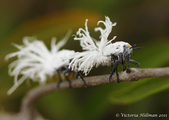 Flatid leaf bug | Project Noah