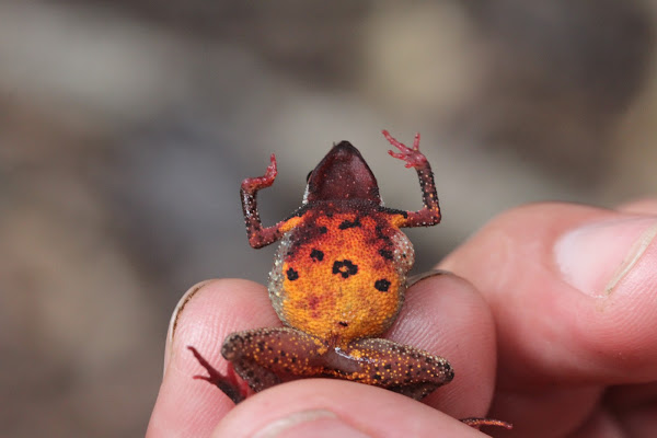 Orange-Bellied Leaf Toad | Project Noah