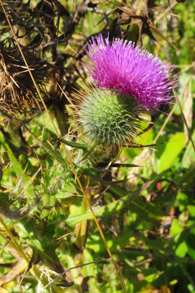 Thistle | Project Noah